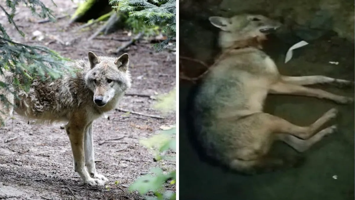 Wolf Attack: After Bahraich, 'Man-Eater' Bhediya Injures Five In MP's Khandwa; Captured By ...